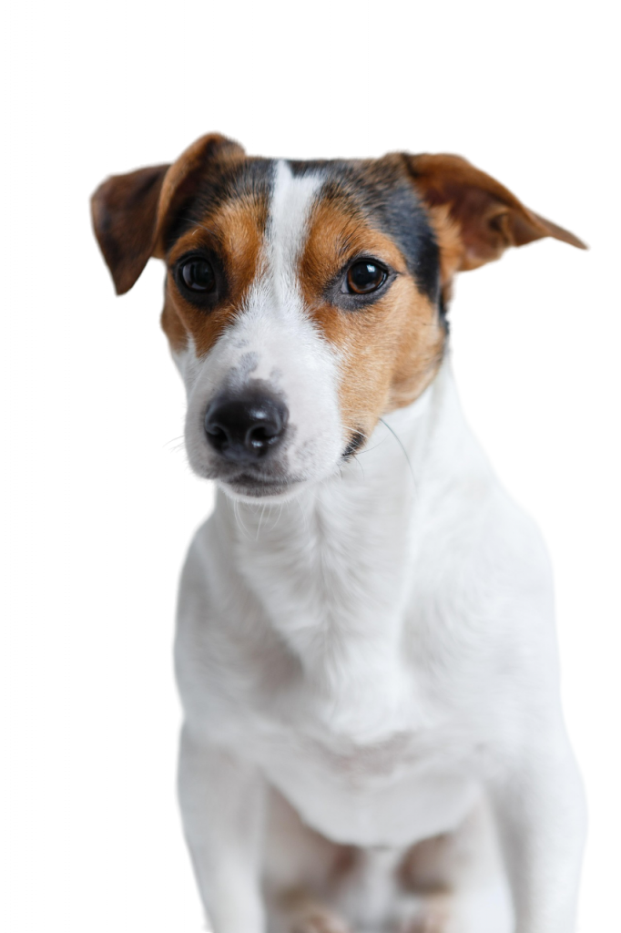 Calim - Nos recettes pour chiens